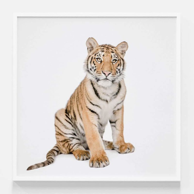 Hello Tiger | Framed Print or Canvas Wall Art | 41 Orchard