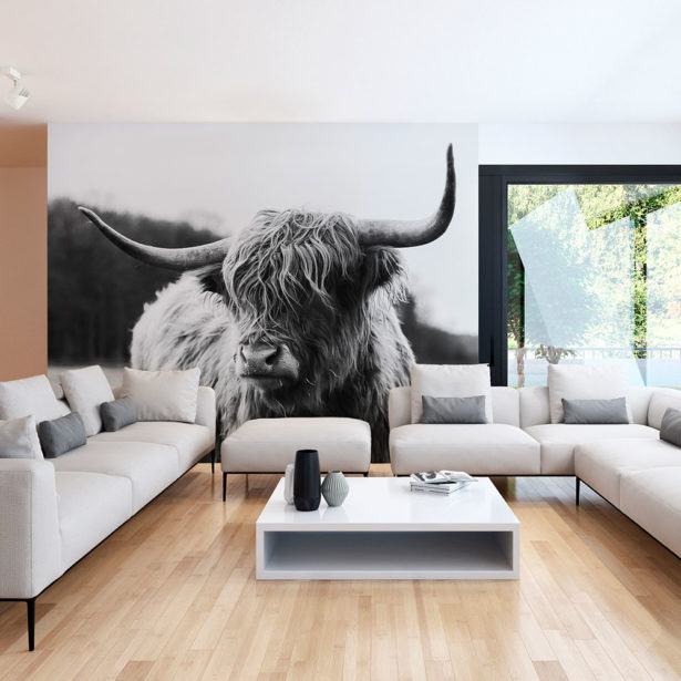 Highland Cow | Photo Wall Mural | 41 Orchard