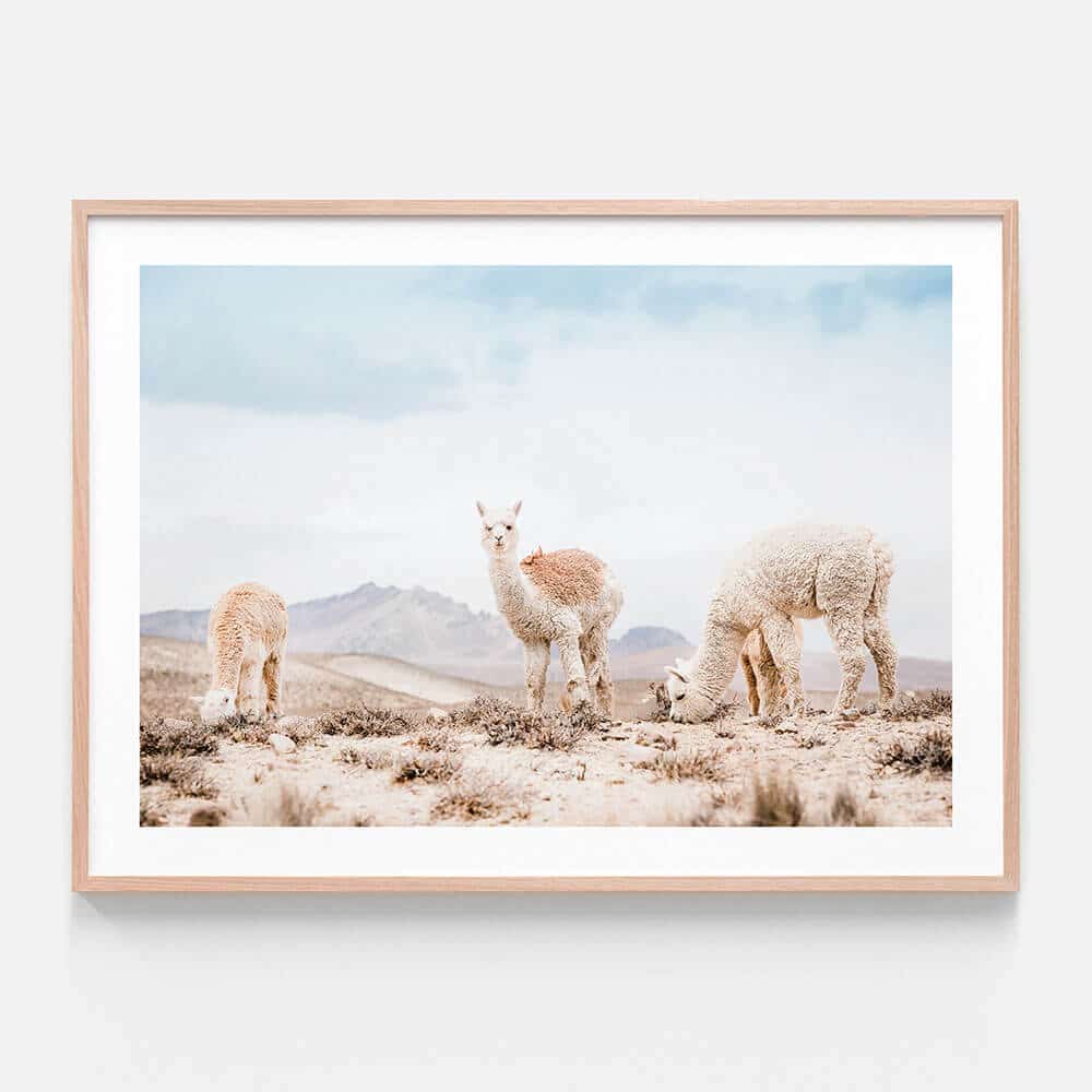 Three Llamas | Framed Print or Canvas Wall Art | 41 Orchard