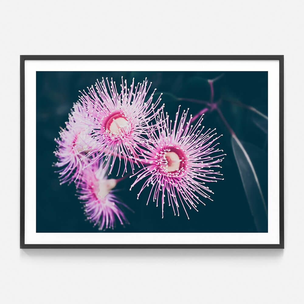 Flowering Native | Poster, Framed Print or Canvas Wall Art | 41 Orchard
