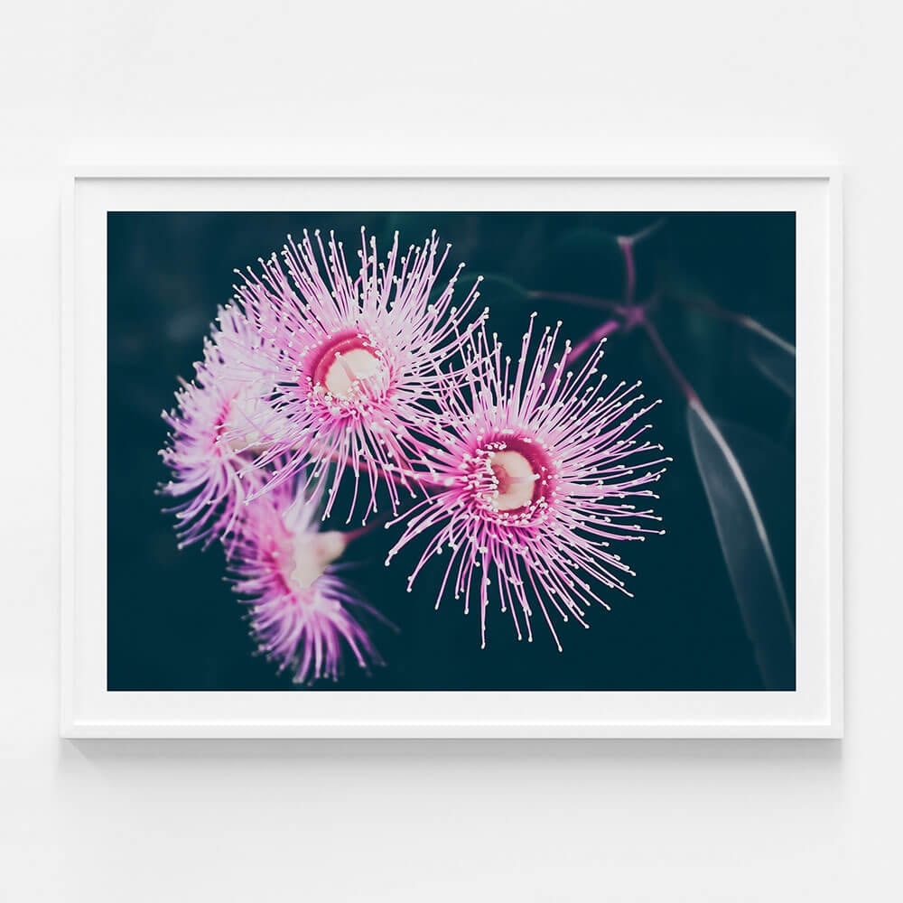Flowering Native | Poster, Framed Print or Canvas Wall Art | 41 Orchard