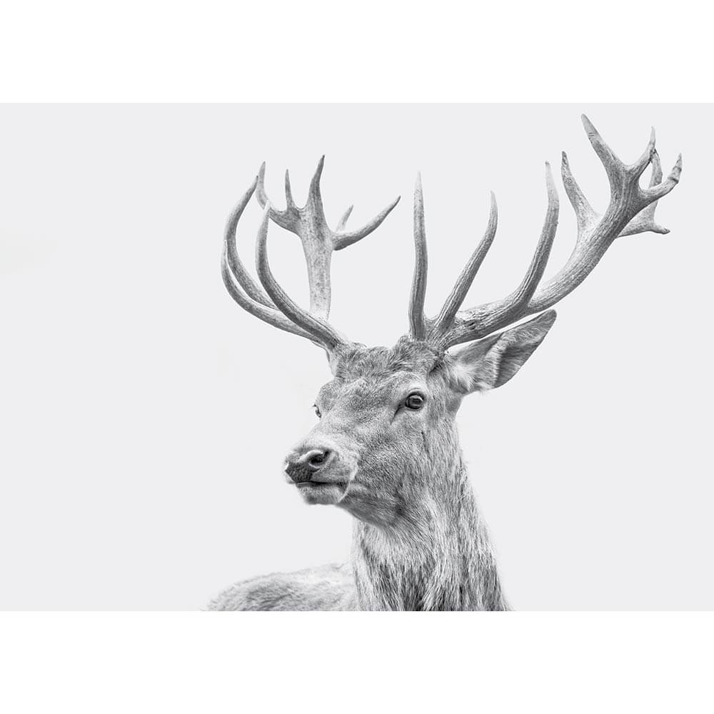 Highland Deer | Framed Print or Canvas Wall Art | 41 Orchard