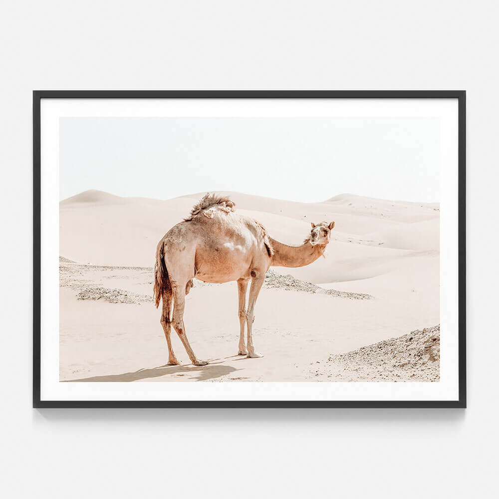 Lone Camel | Poster, Framed Print or Canvas Wall Art | 41 Orchard