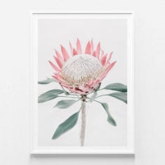 Peach Protea II | Poster, Framed Print or Canvas Wall Art | 41 Orchard
