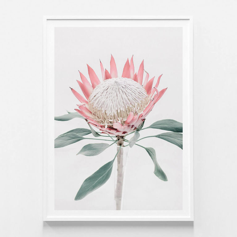 Peach Protea II | Poster, Framed Print or Canvas Wall Art | 41 Orchard