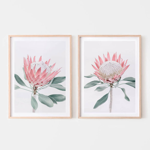 Peach Protea II | Poster, Framed Print or Canvas Wall Art | 41 Orchard