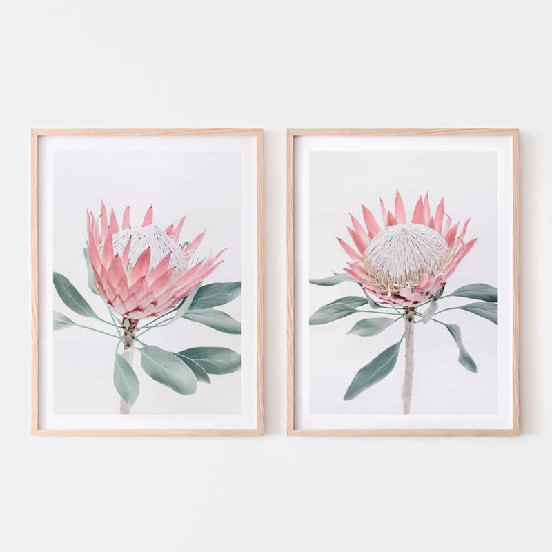 Peach Protea II | Poster, Framed Print or Canvas Wall Art | 41 Orchard