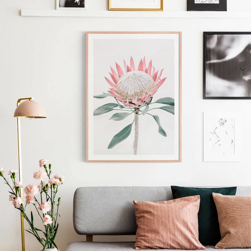 Peach Protea II | Poster, Framed Print or Canvas Wall Art | 41 Orchard