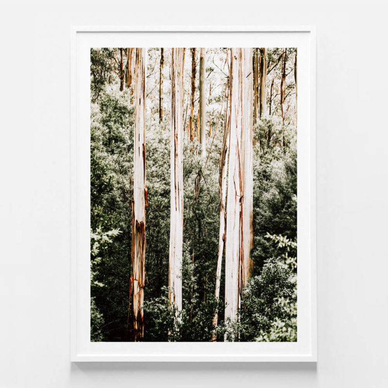 Bush Foliage | Framed Print or Poster Wall Art | 41 Orchard