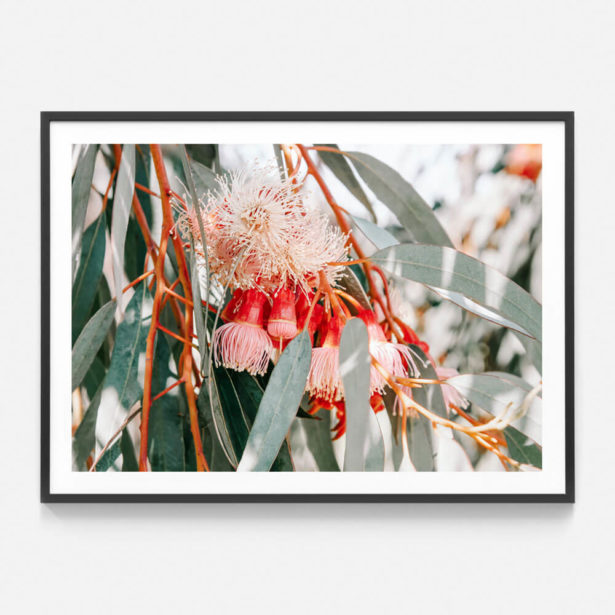Native Blooms | Framed Print or Poster Wall Art | 41 Orchard