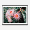 Flowering Native | Poster, Framed Print or Canvas Wall Art | 41 Orchard