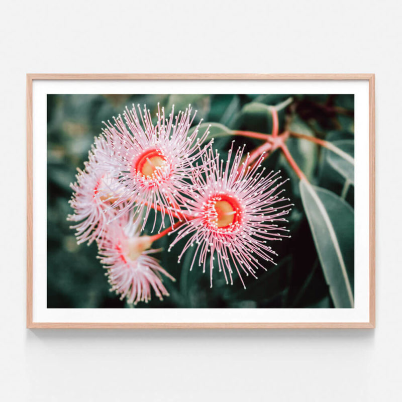 Flowering Native | Poster, Framed Print or Canvas Wall Art | 41 Orchard