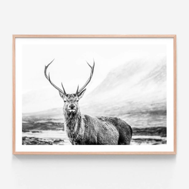 Wild Stag | Framed Print or Canvas Wall Art | 41 Orchard