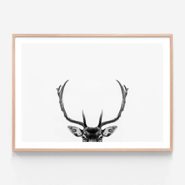 Deer Antlers | Framed Print or Canvas Wall Art | 41 Orchard