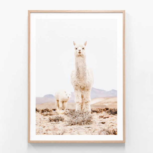 Llama Prints | Shop Wall Art Posters & Framed Prints | 41 Orchard