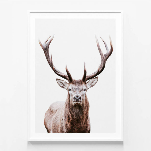 Deer Portrait | Framed Print or Canvas Wall Art | 41 Orchard