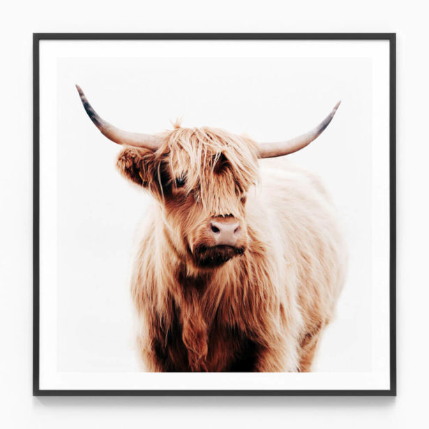 Angus Highland Cow | Framed Print or Canvas Wall Art | 41 Orchard