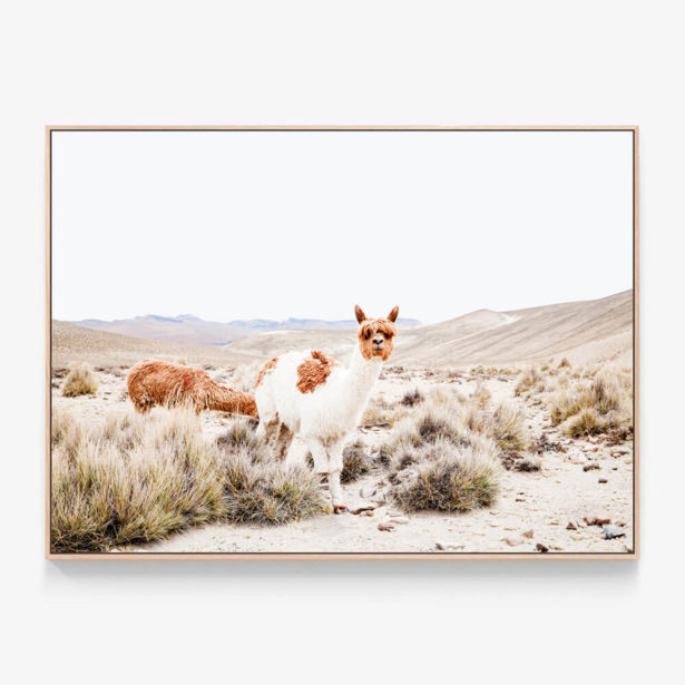 Llama Prints | Shop Wall Art Posters & Framed Prints | 41 Orchard