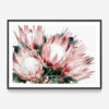 Protea Cluster | Framed Print or Canvas Wall Art | 41 Orchard