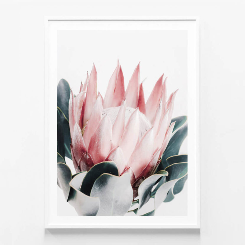 Blush Protea | Framed Print or Canvas Wall Art | 41 Orchard