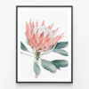 Peach Protea | Poster, Framed Print or Canvas Wall Art | 41 Orchard