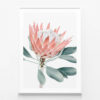 Peach Protea | Poster, Framed Print or Canvas Wall Art | 41 Orchard