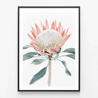 Peach Protea II | Poster, Framed Print or Canvas Wall Art | 41 Orchard