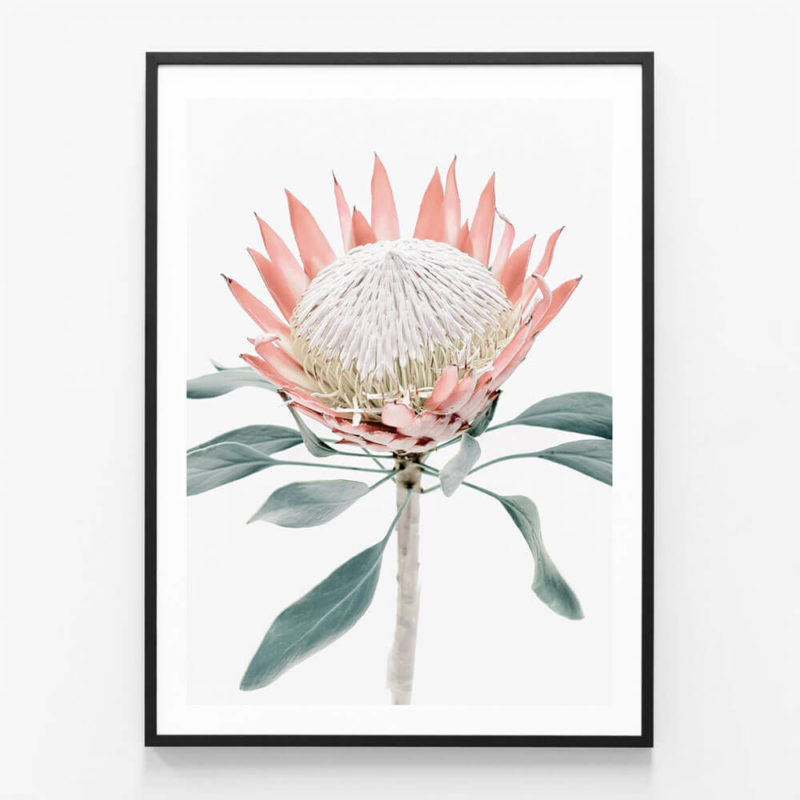 Peach Protea II | Poster, Framed Print or Canvas Wall Art | 41 Orchard