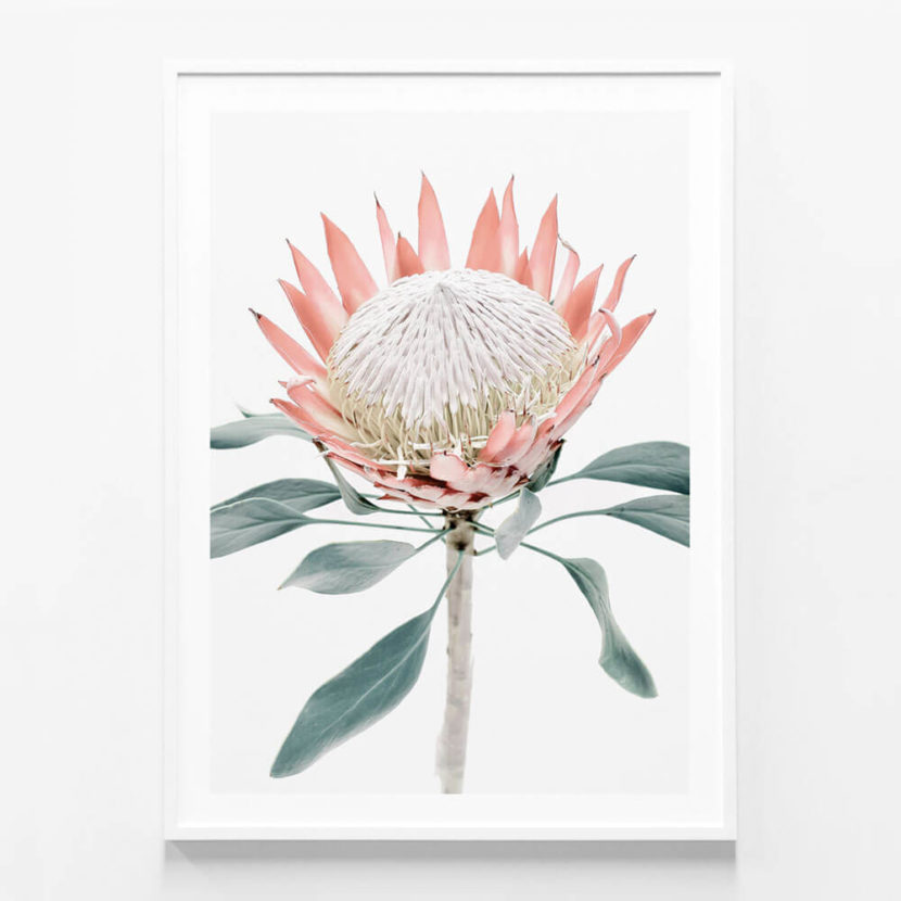 Peach Protea II | Poster, Framed Print or Canvas Wall Art | 41 Orchard