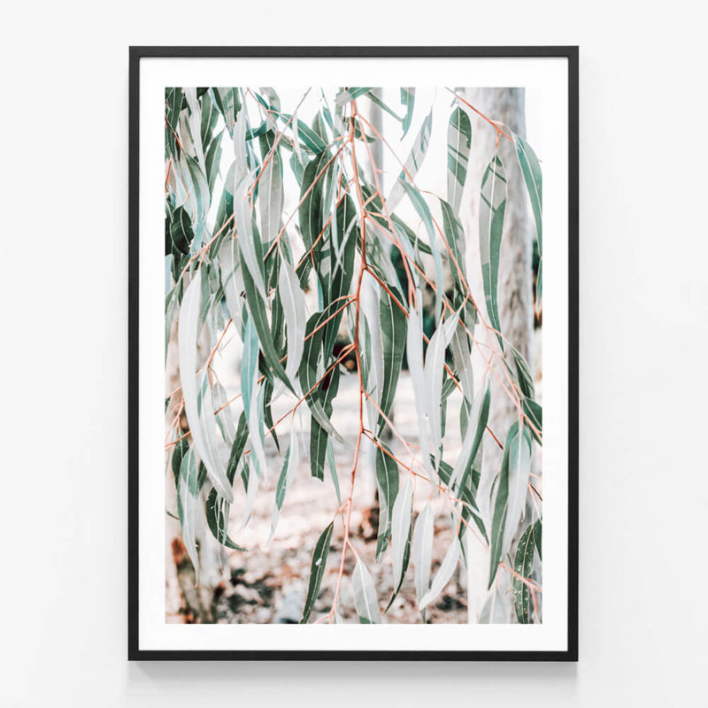 Eucalyptus Leaves | Framed Print or Poster Wall Art | 41 Orchard