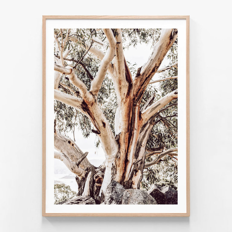 Australian Landscape Photography Wall Art Prints | 41 Orchard