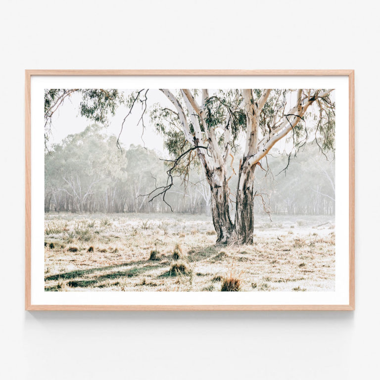 Bush Tracks | Framed Print or Poster Wall Art | 41 Orchard