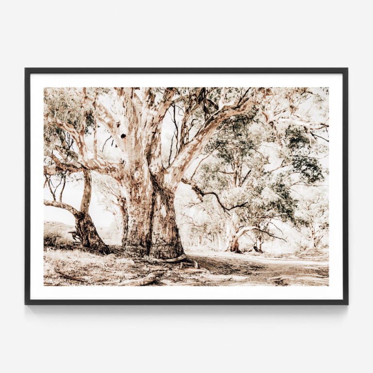 Flinders Ranges | Framed Print or Poster Wall Art | 41 Orchard