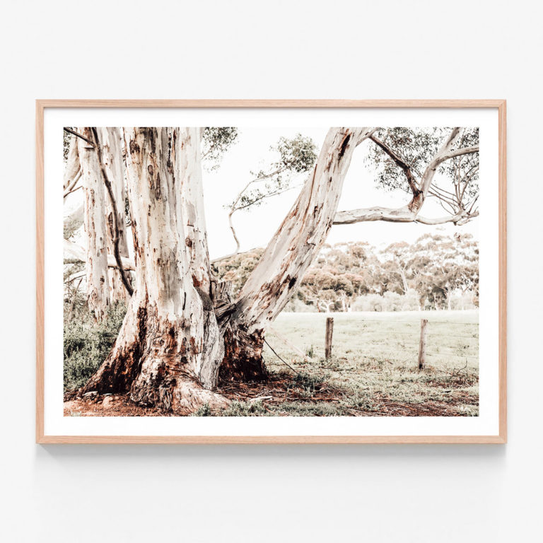 Australian Landscape Photography Wall Art Prints | 41 Orchard