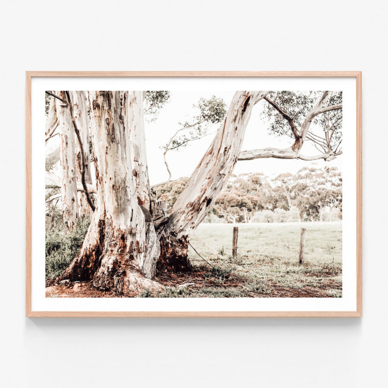 Australian Landscape Photography Wall Art Prints | 41 Orchard
